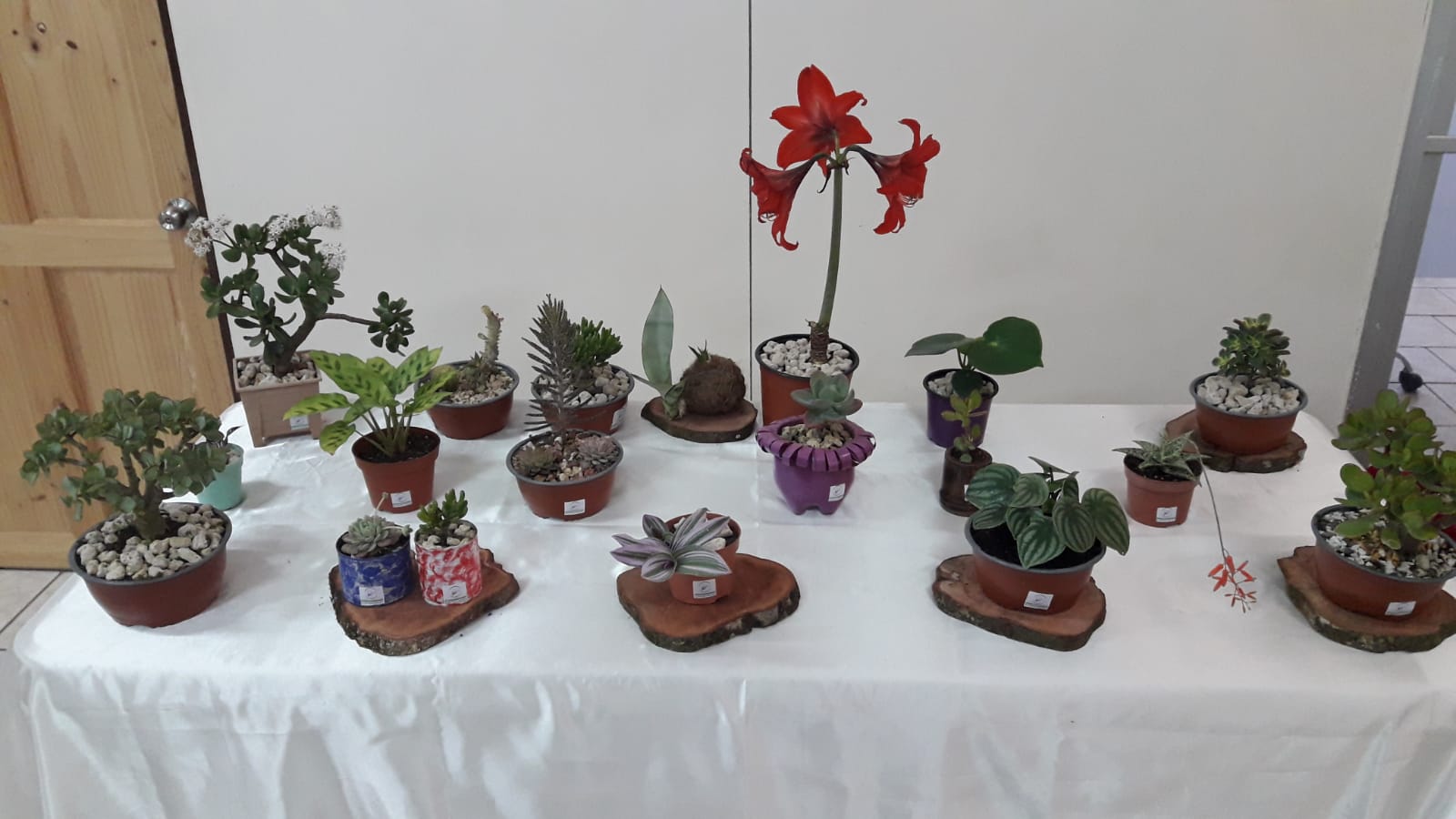 Vivero La Violeta - Montes de Oro