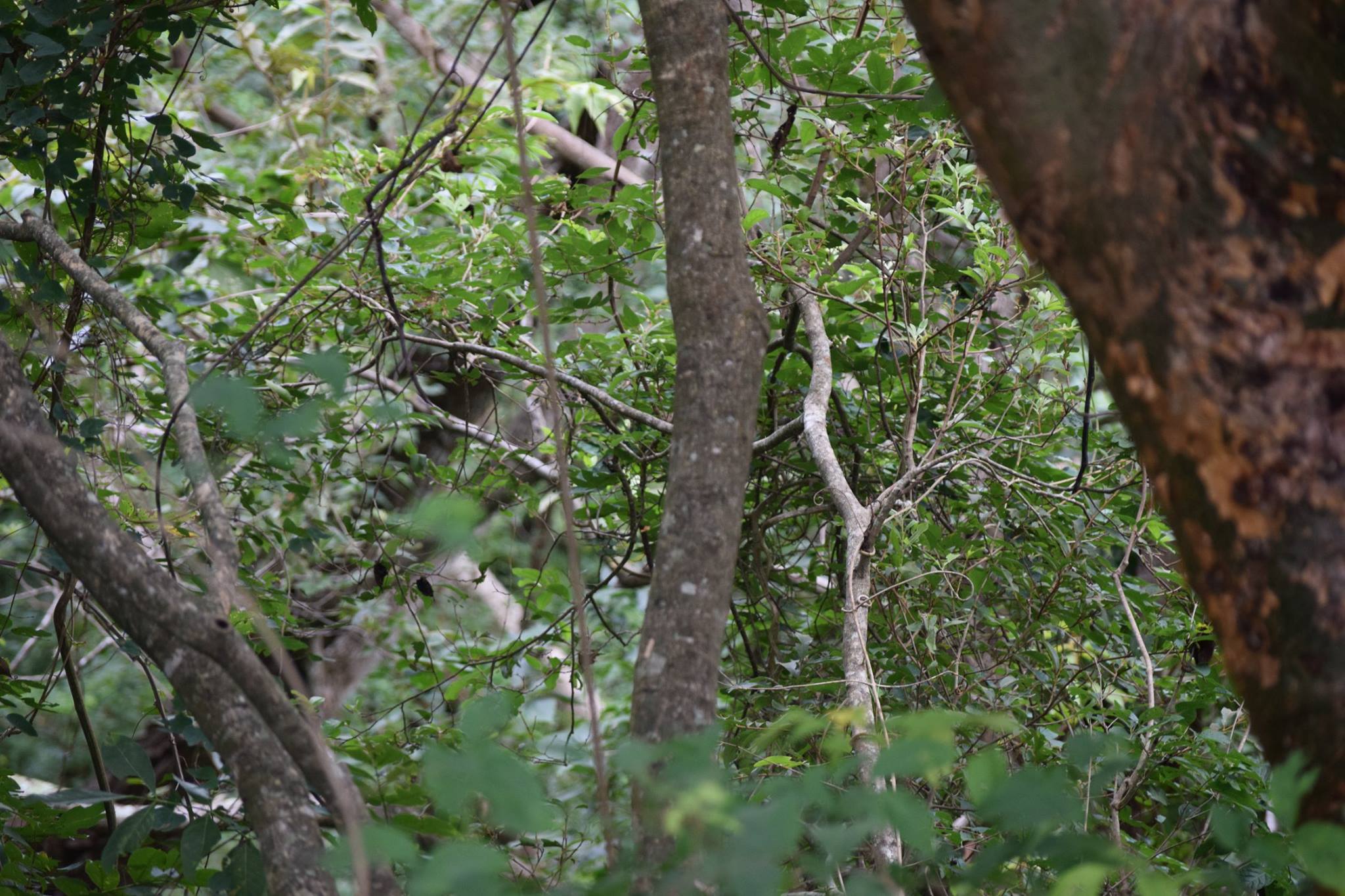 Zágala Nueva - Montes de Oro