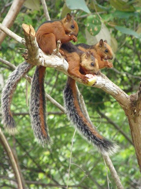 Ardilla - Montes de Oro