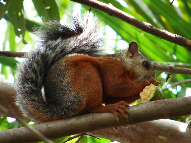 Ardilla - Montes de Oro