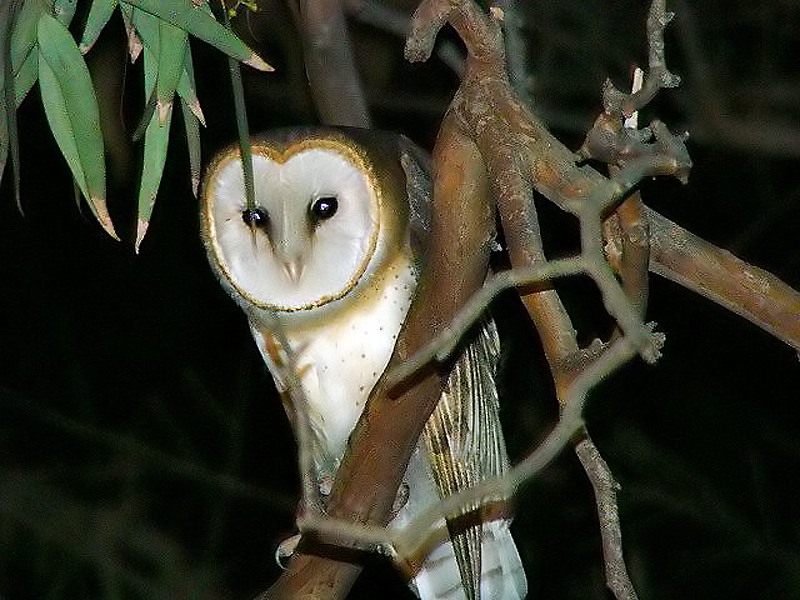 Lechuza - Montes de Oro