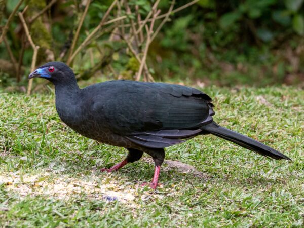 Pava negra - Montes de Oro