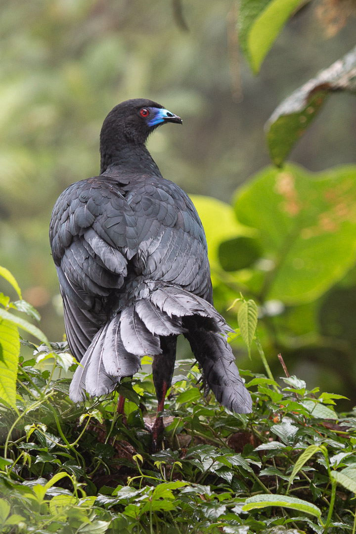 Pava negra - Montes de Oro