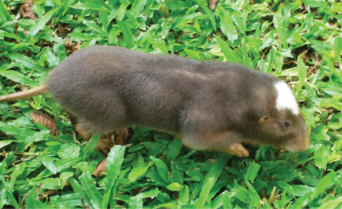 Taltuza - Montes de Oro