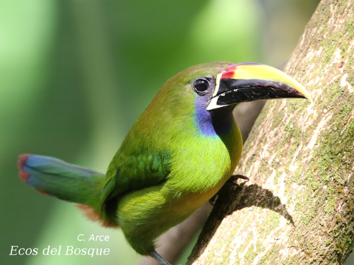 Tucancillo Verde-Curré - Montes de Oro