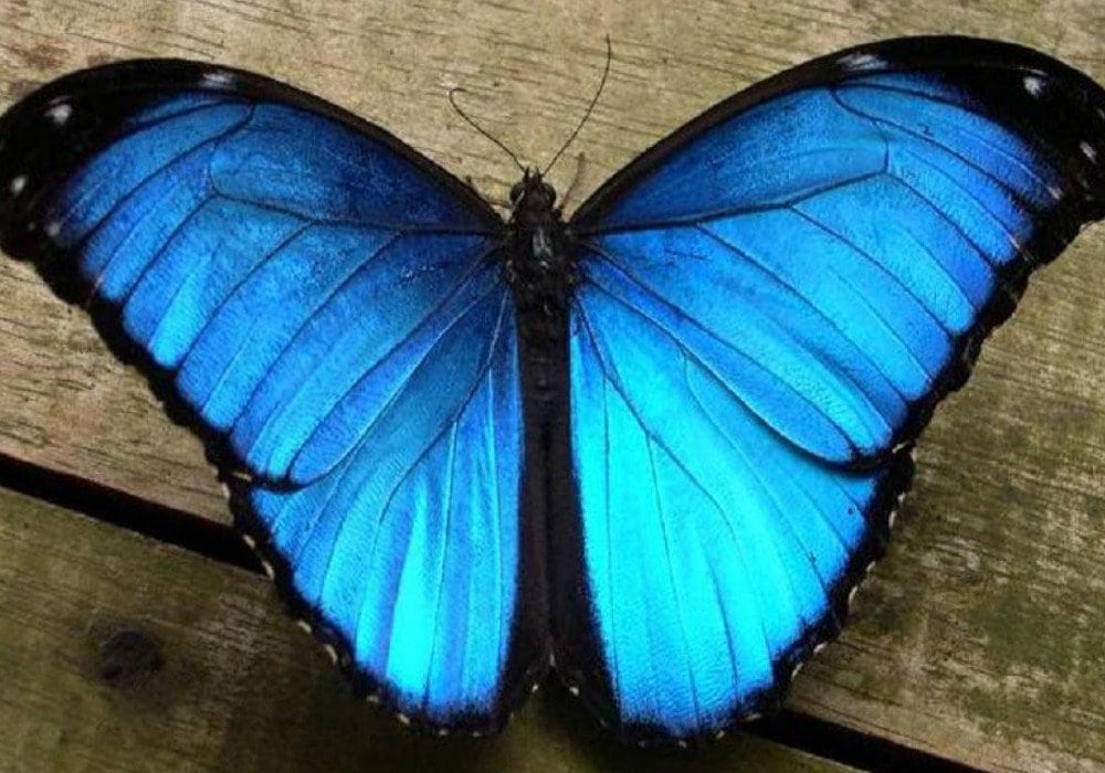 Mariposa morpho azul - Montes de Oro