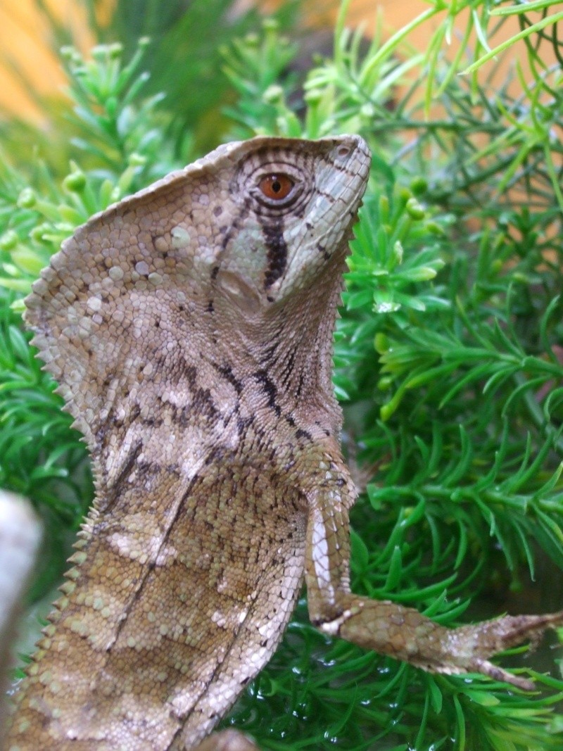 Perro Zompopo - Montes de Oro