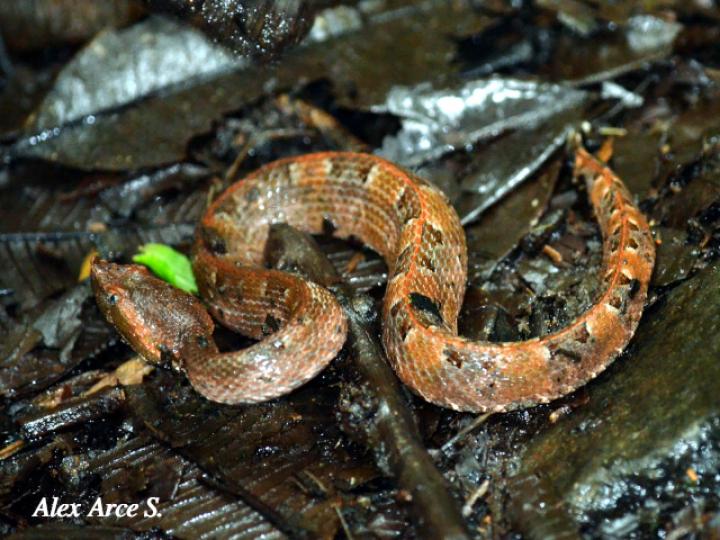 Tamagá - Montes de Oro