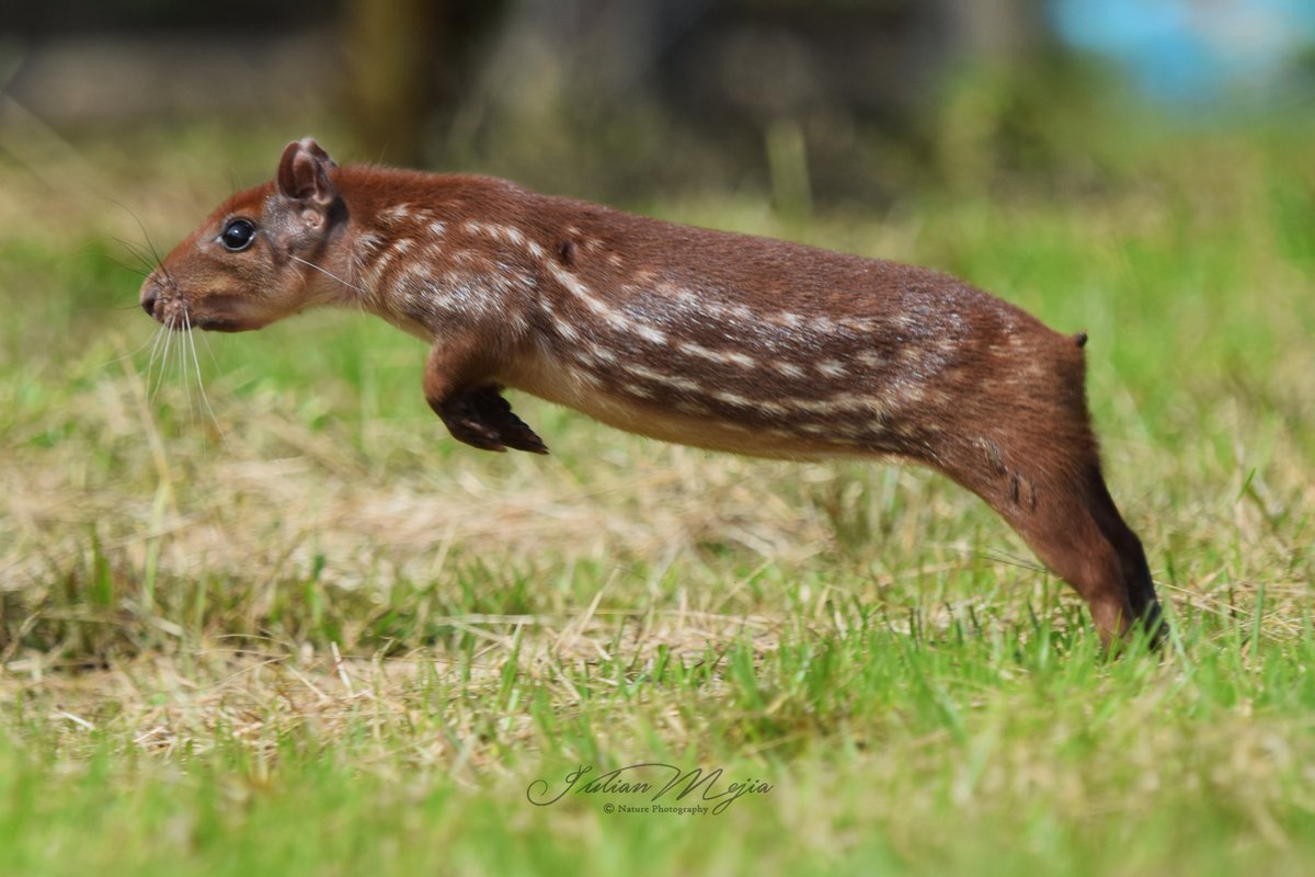 Tepezcuintle - Montes de Oro