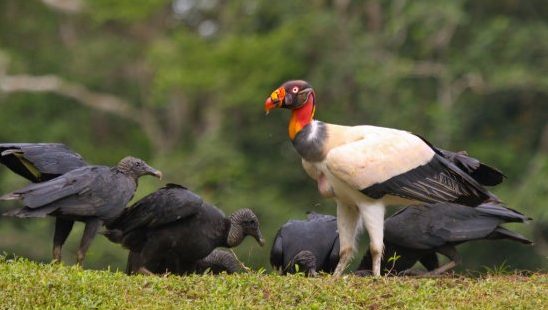 Zopilote - Montes de Oro