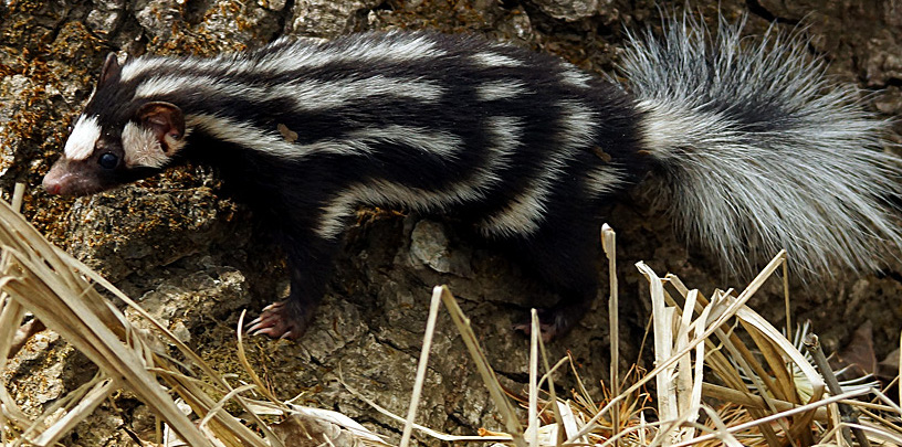 Zorro hediondo o lirio - Montes de Oro