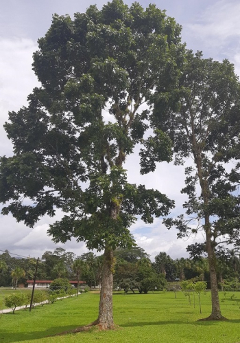 Caoba - Montes de Oro
