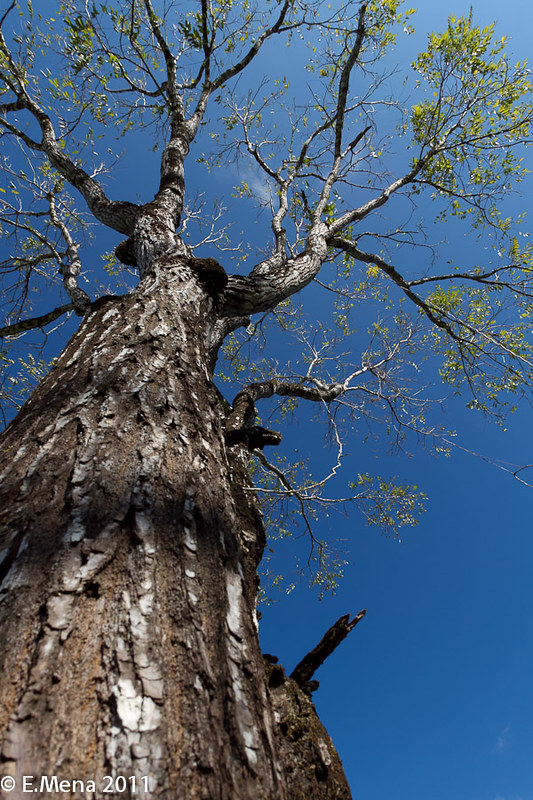Cedro amargo o real - Montes de Oro