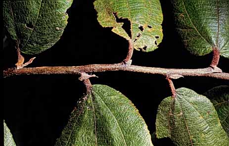 Guácimo macho - Montes de Oro