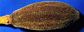 Guácimo macho - Montes de Oro